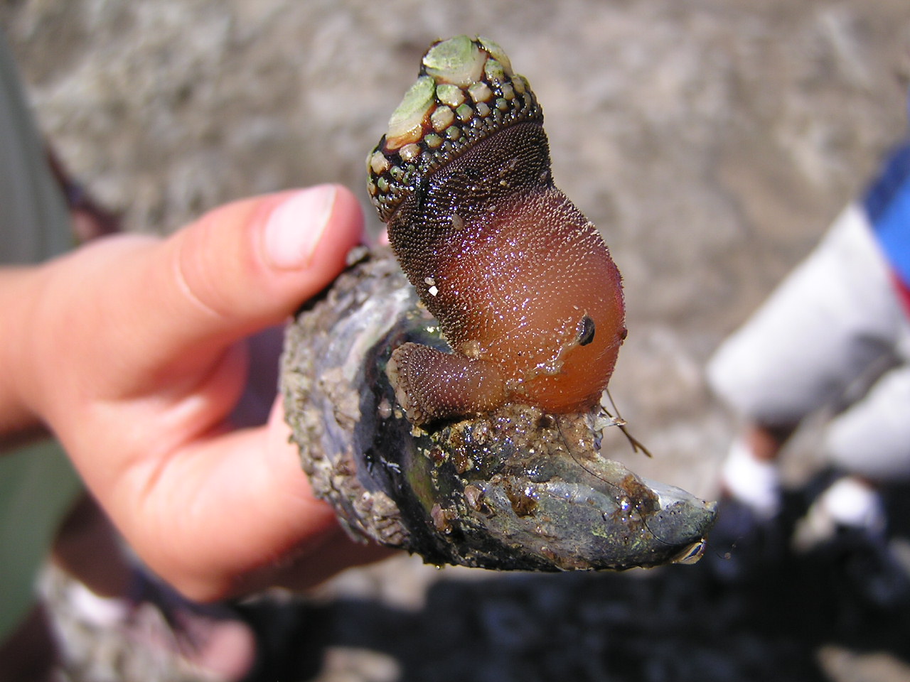 Barnacle On Mussel Shell Pics4Learning Barnacle On Mussel Shell Pics4Learning