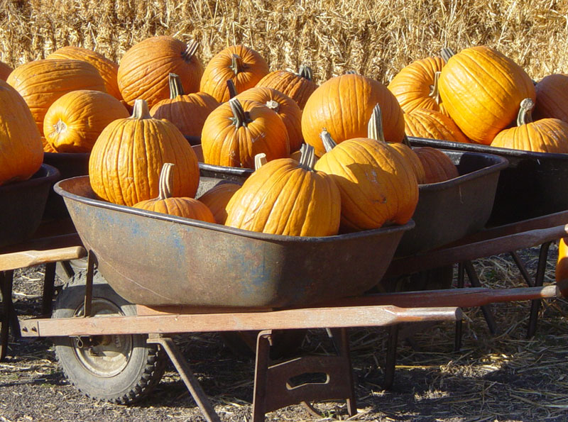 Pumpkins in wheelbarrows | Pics4Learning