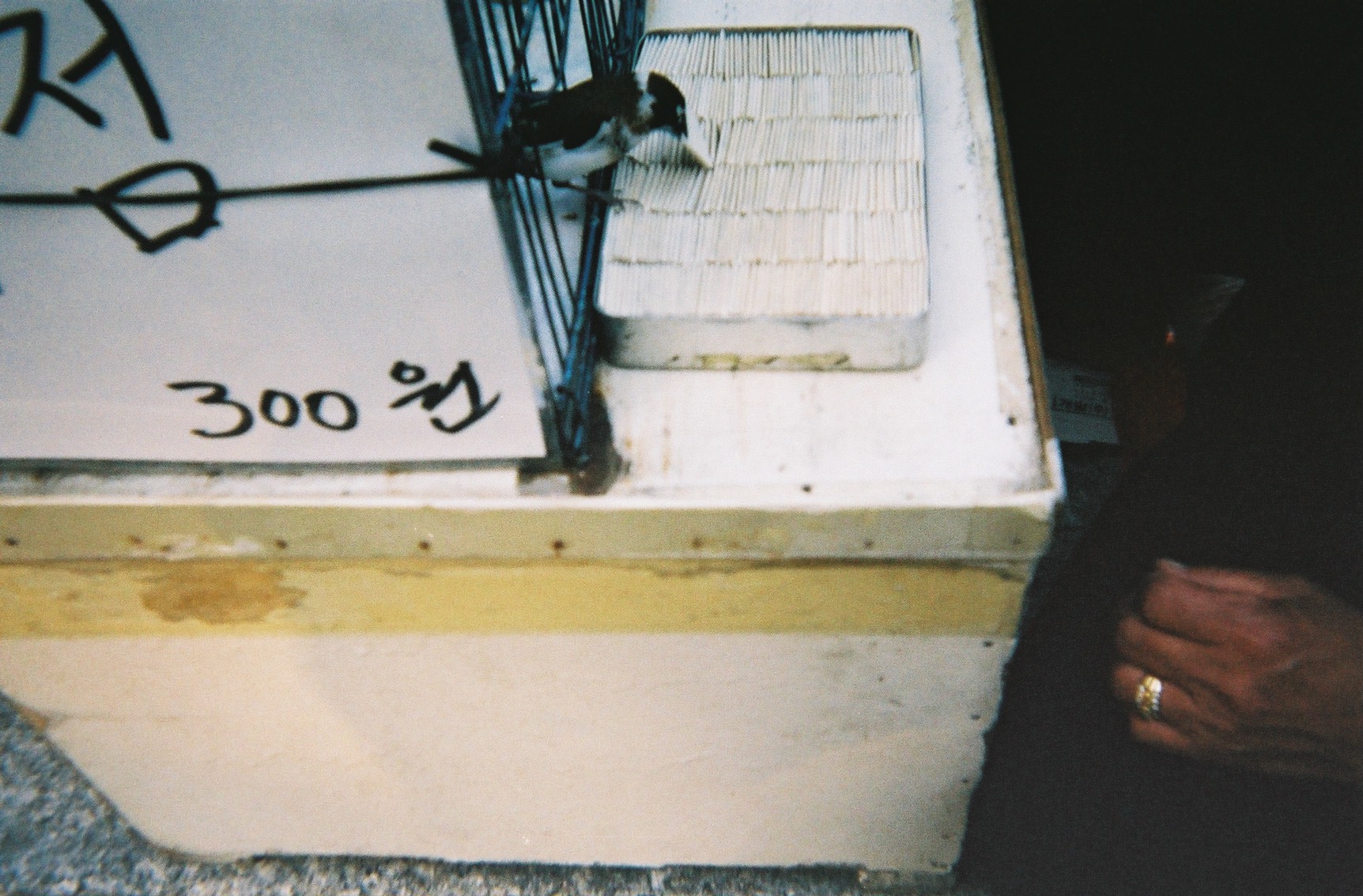 Korean fortune-telling bird is trained to choose a fortune from the box ...