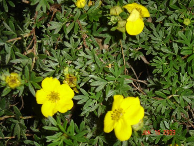 Yellow Flowers | Pics4Learning