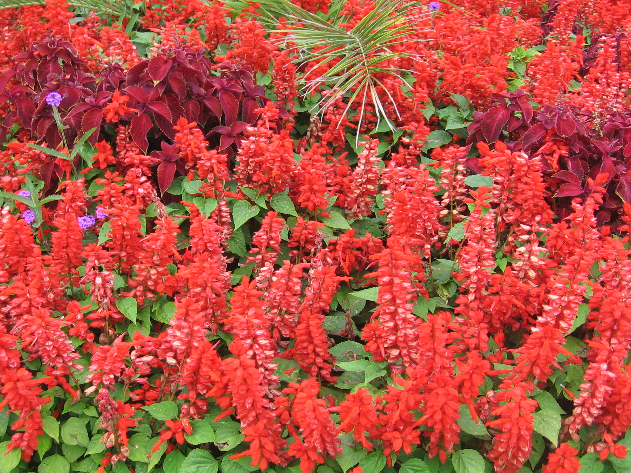 Red Salvia | Pics4Learning