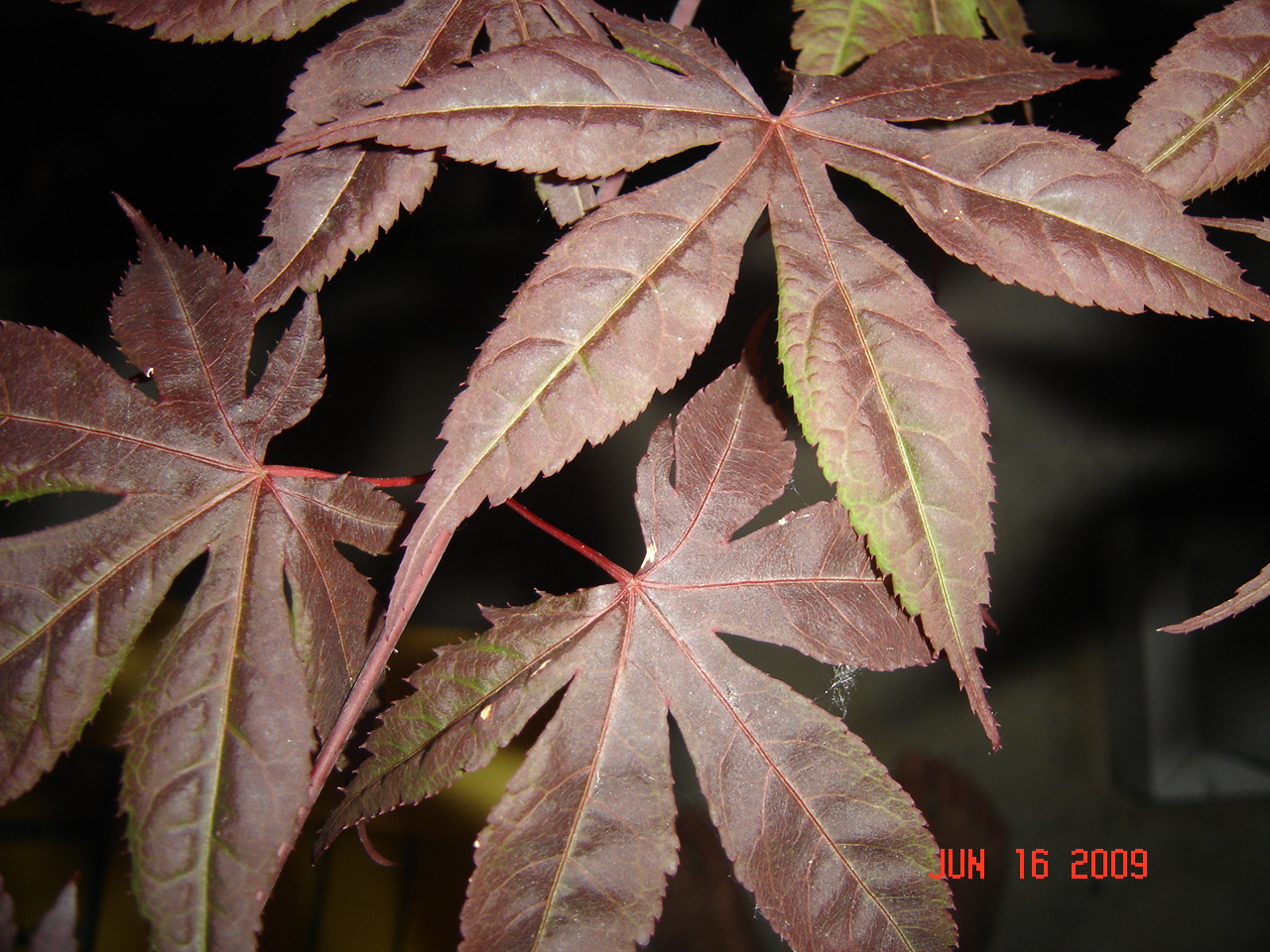 Japanese red | Pics4Learning