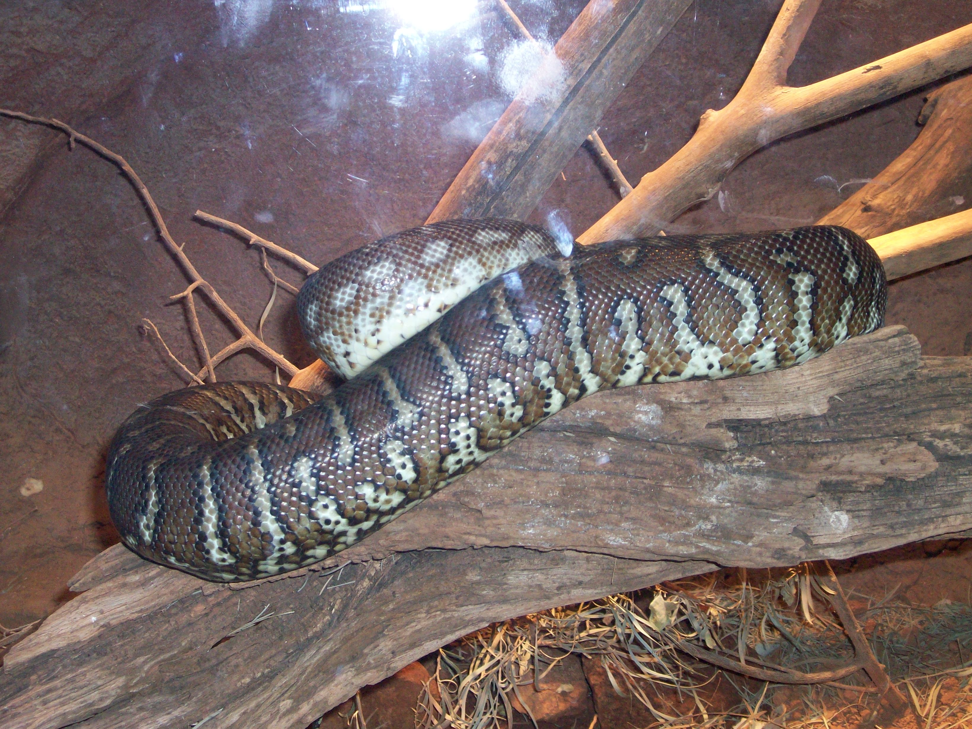 Boa in glass cage | Pics4Learning