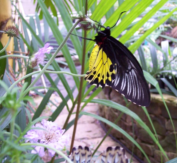 Birdwing Butterfly | Pics4Learning