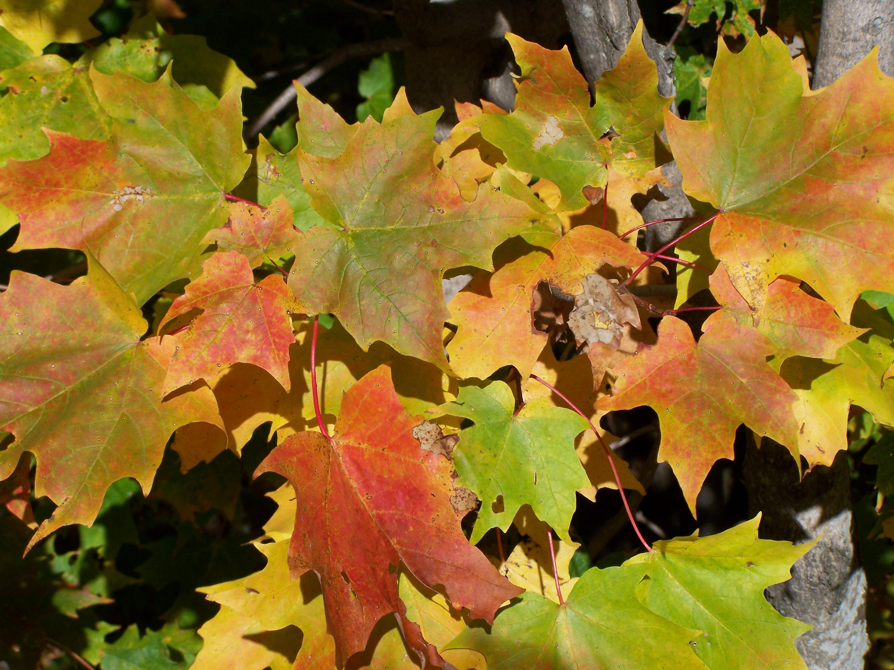 Fall Leaves | Pics4Learning