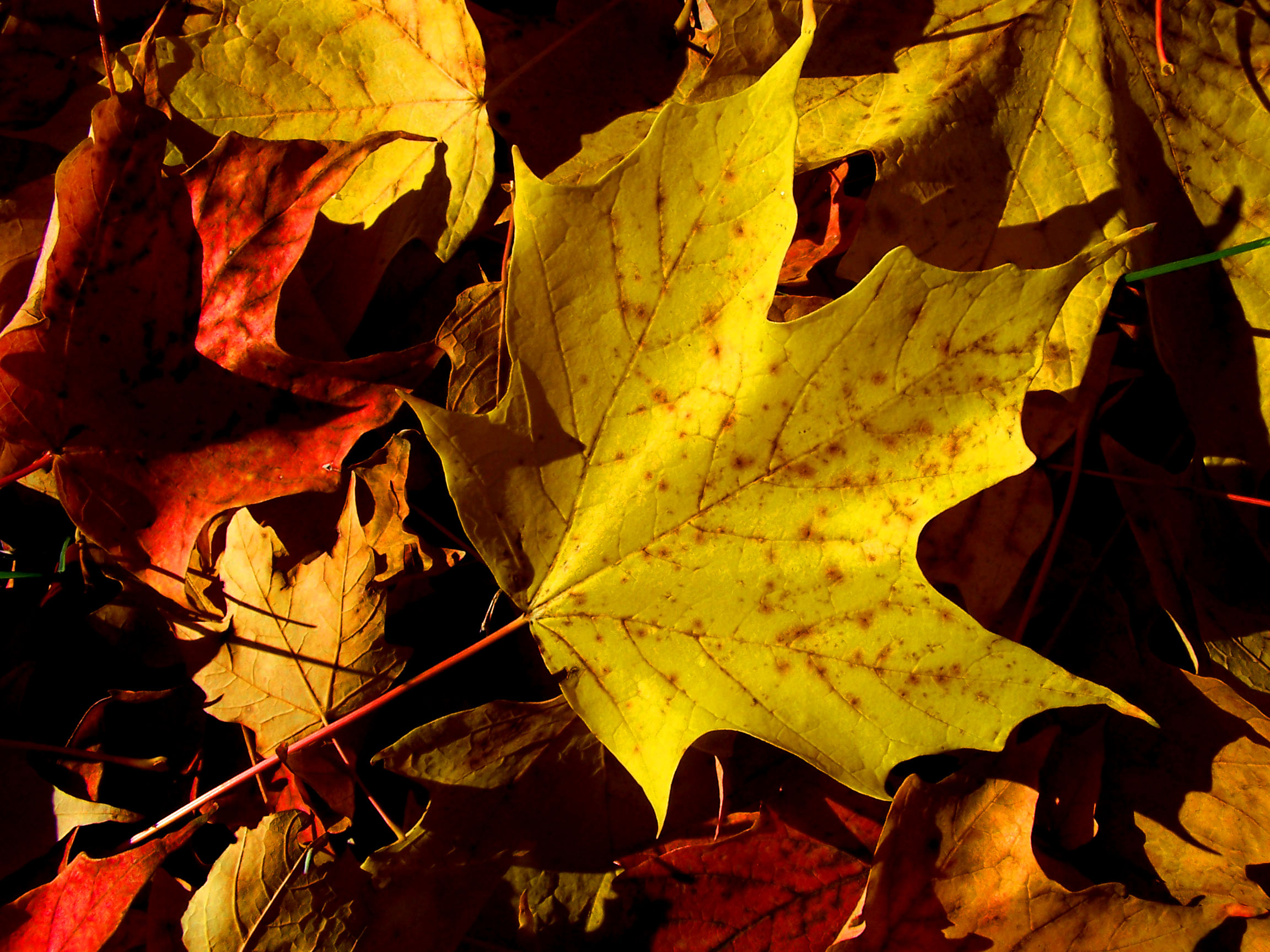 Golden Leaf | Pics4Learning