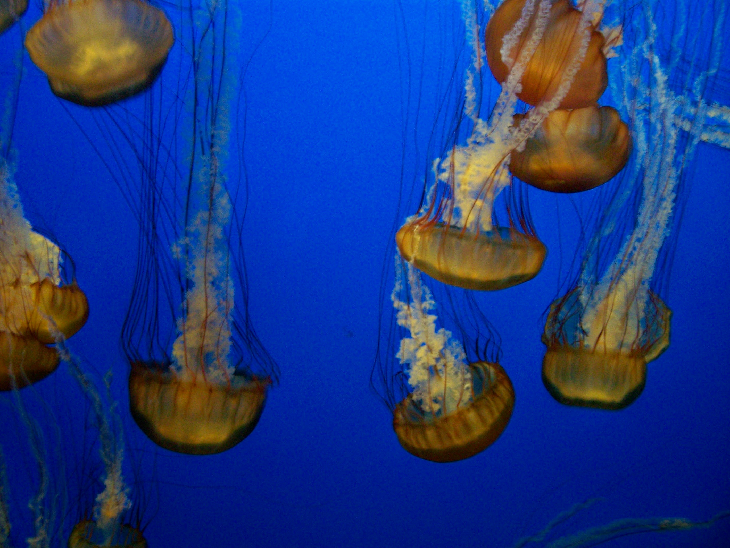 Jellies of Monterey | Pics4Learning
