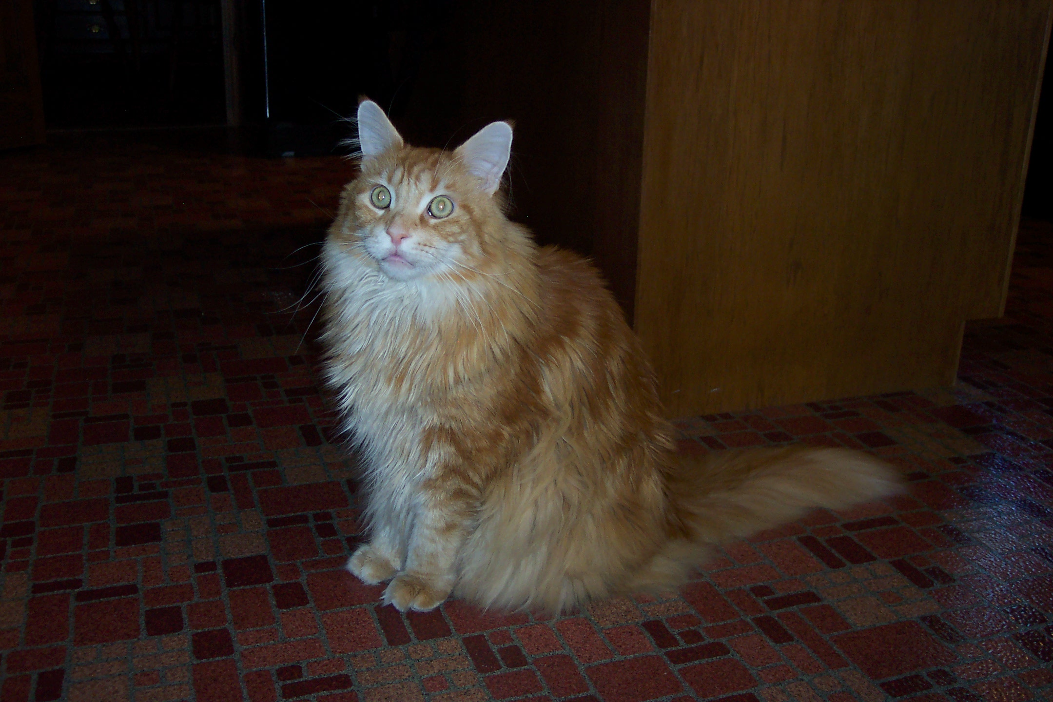 Duesy Cat | Pics4Learning