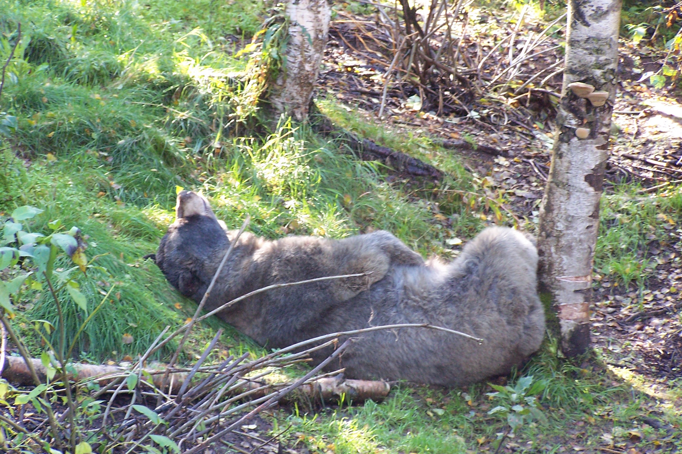 Bear | Pics4Learning