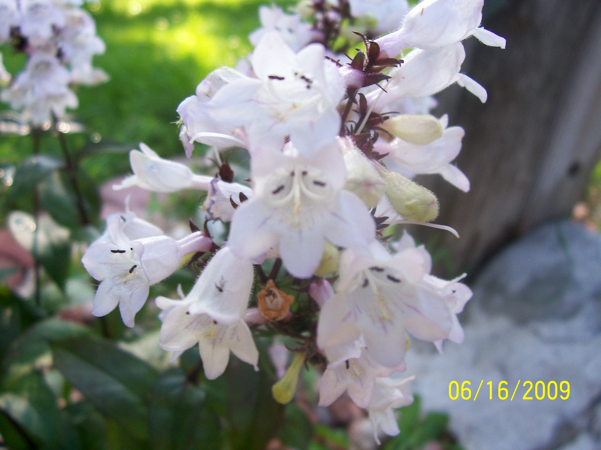 white | Pics4Learning