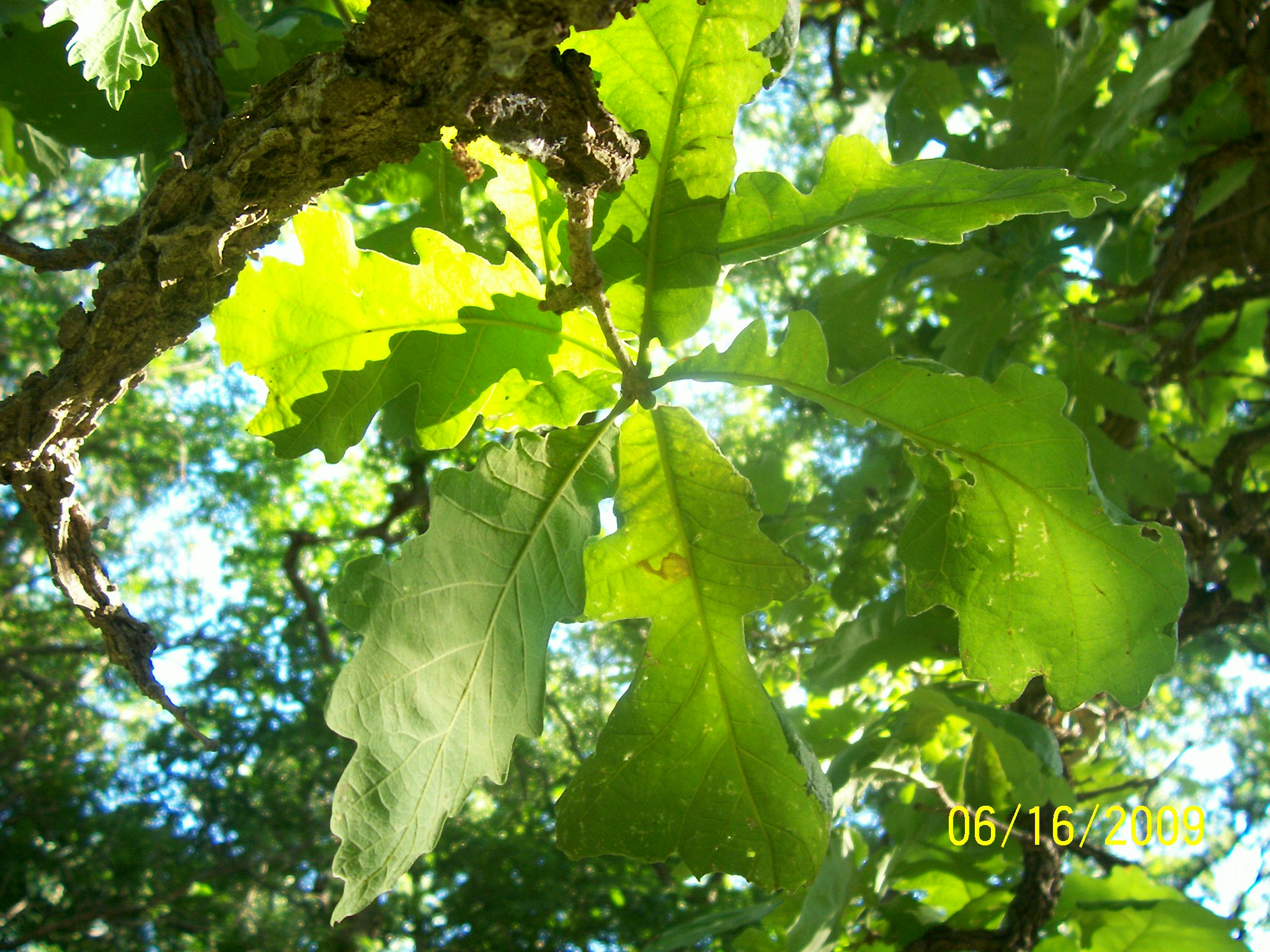 oaks | Pics4Learning