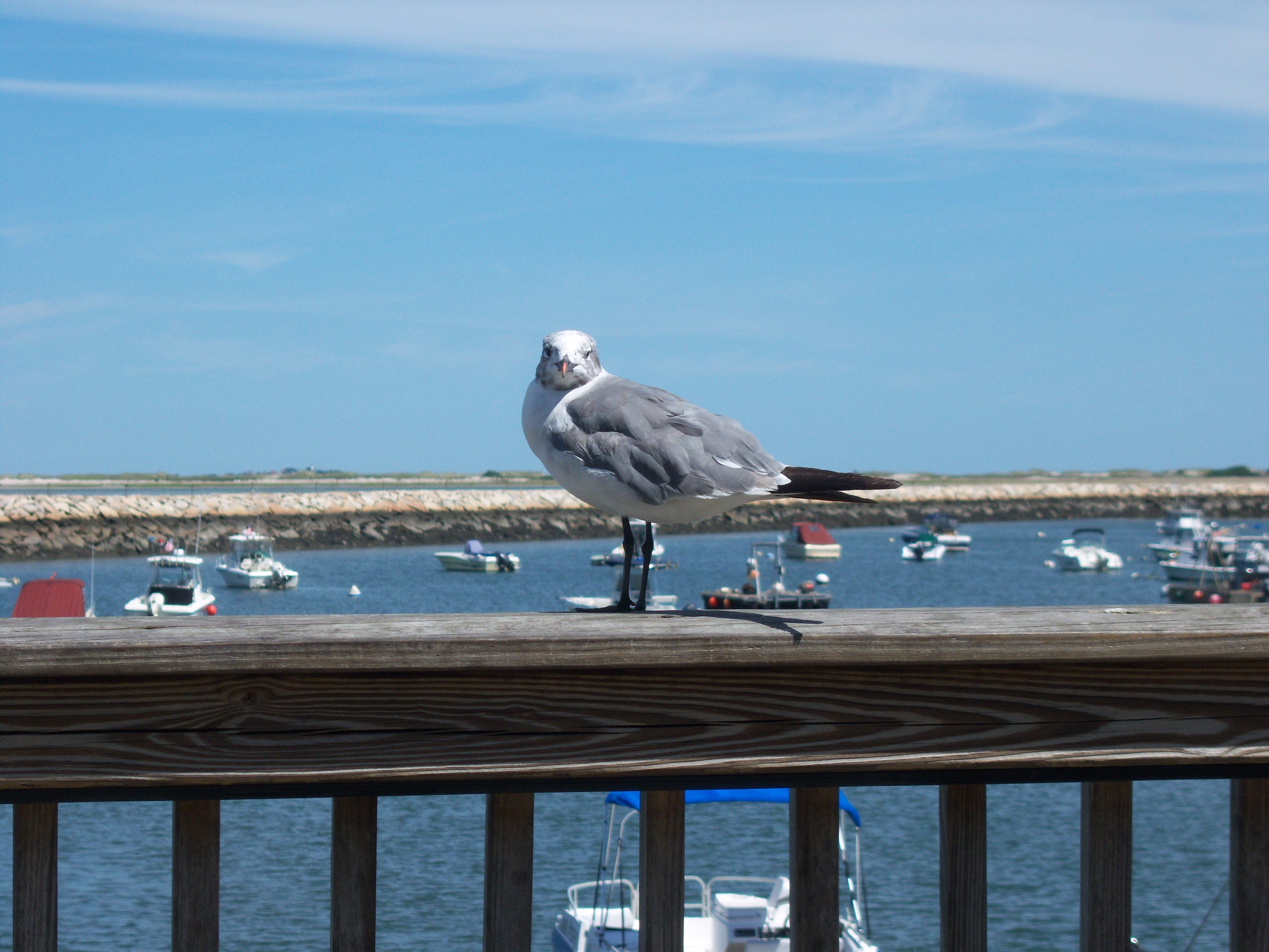 Seagull | Pics4Learning