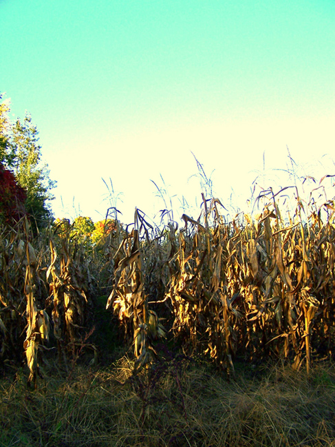 Autumn Cornfield | Pics4Learning
