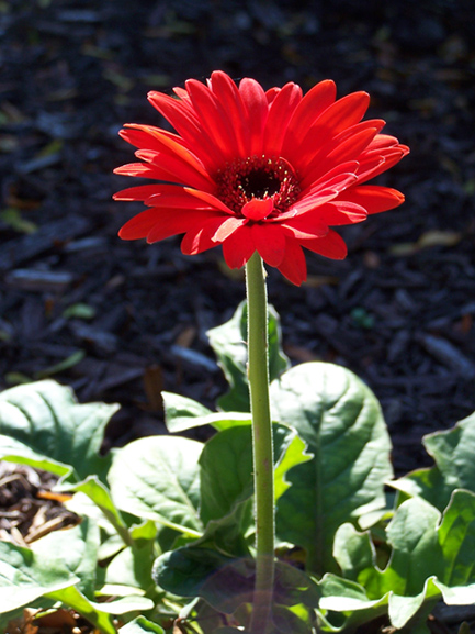 Red daisy | Pics4Learning