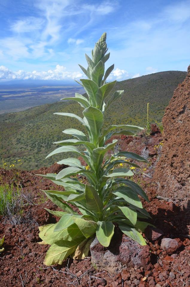 Plant growing in the volcanic rock near Mauna Kea | Pics4Learning