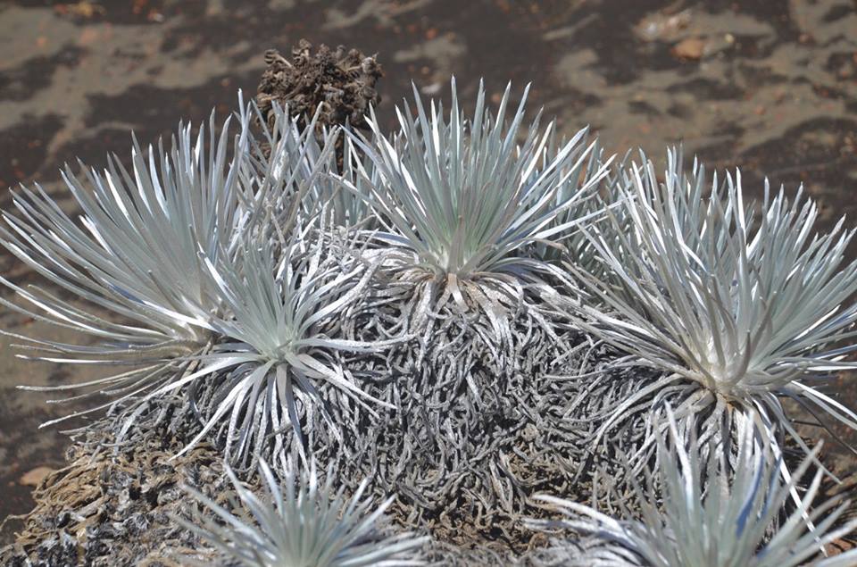 Silversword plant near Mauna Kea | Pics4Learning
