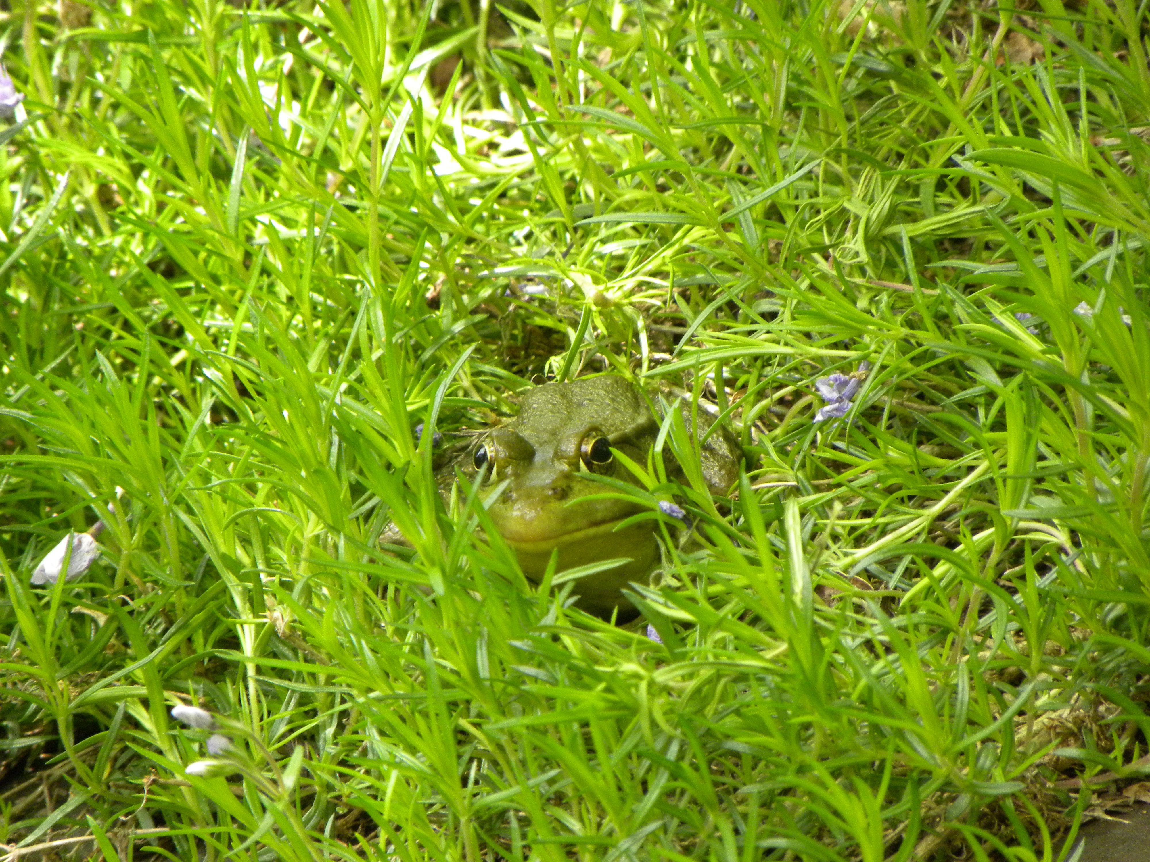 Bullfrog in Phlox | Pics4Learning