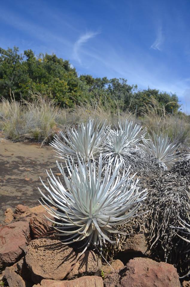 Silversword plant near Mauna Kea | Pics4Learning