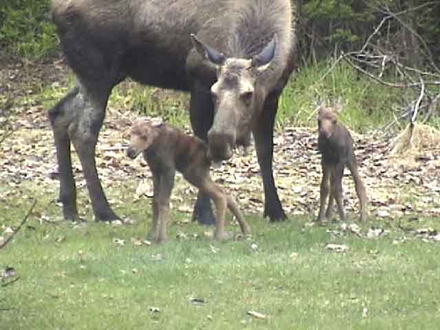 12 hour old moose twins, still wobbly on their feet | Pics4Learning