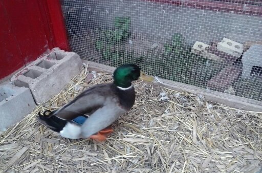 A male Rouen duck | Pics4Learning