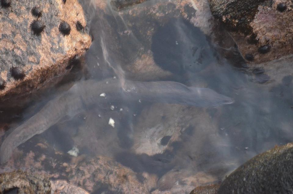 Eel in the water | Pics4Learning