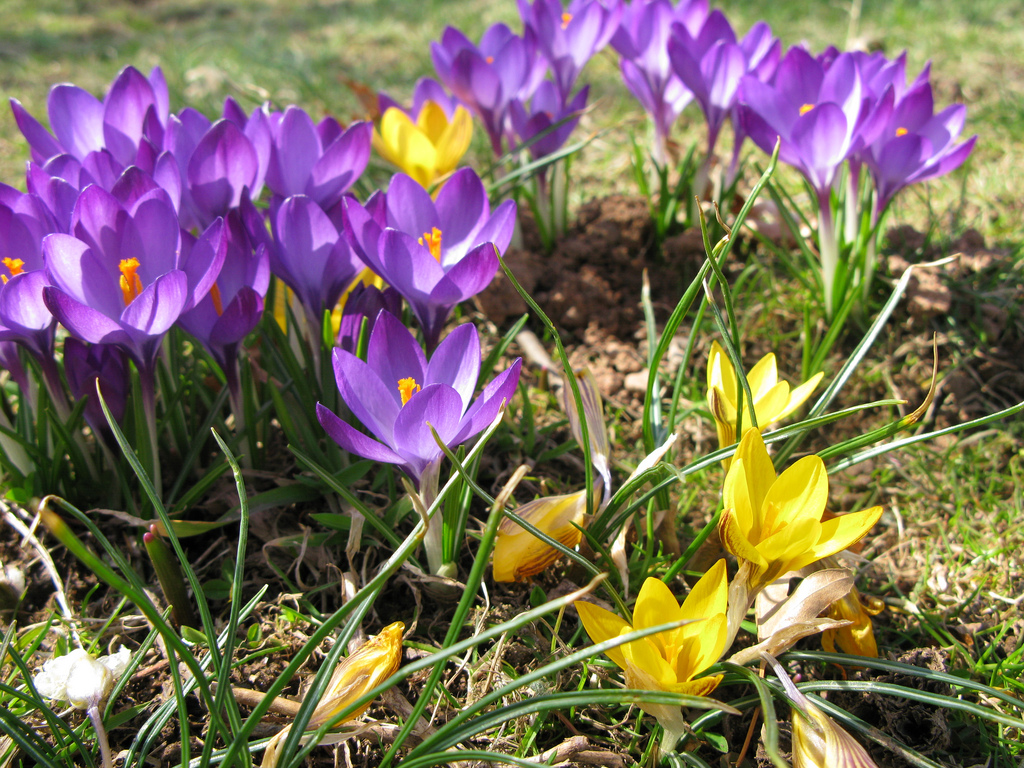 Crocus | Pics4Learning