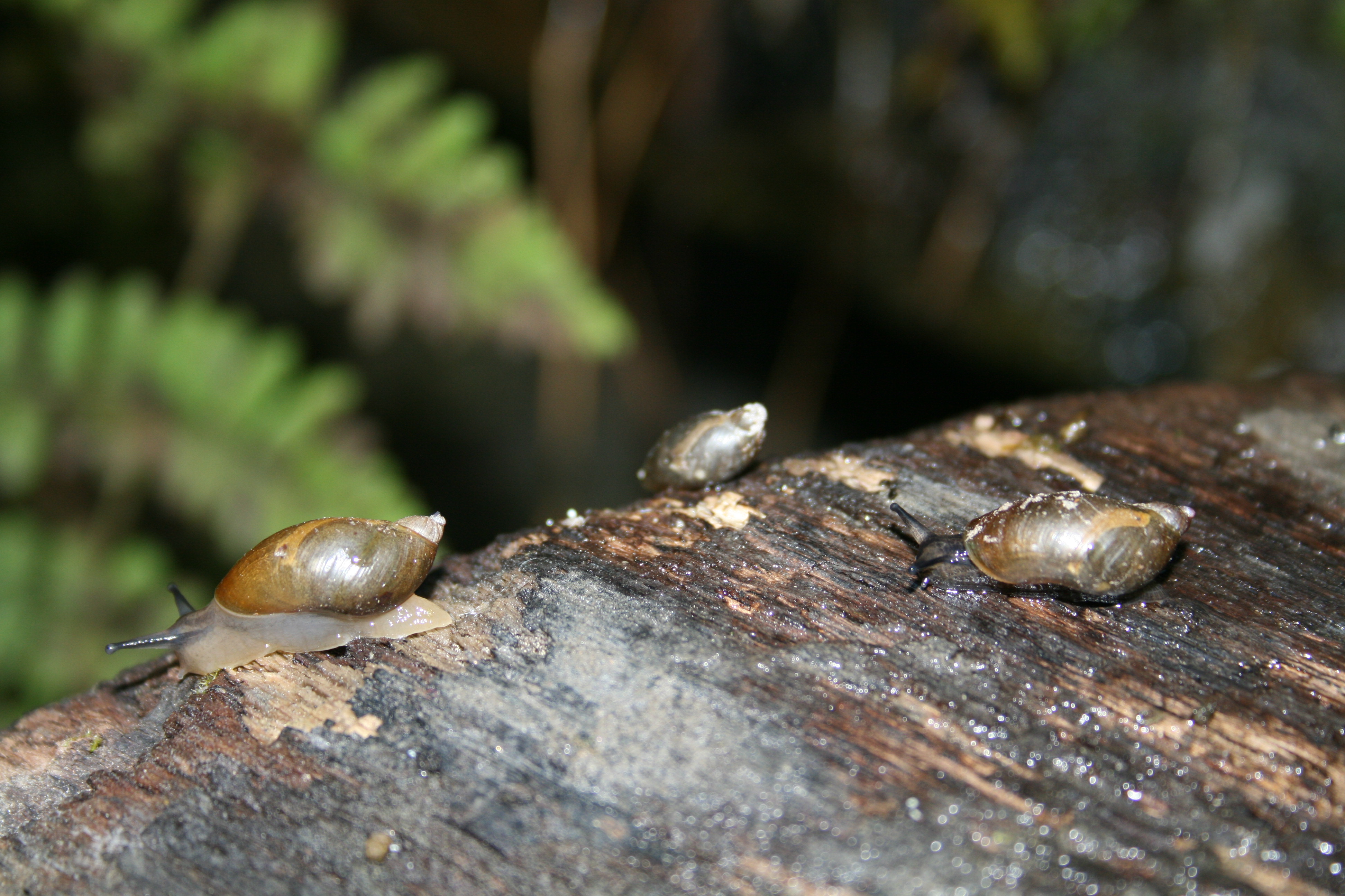 Snails on a log | Pics4Learning