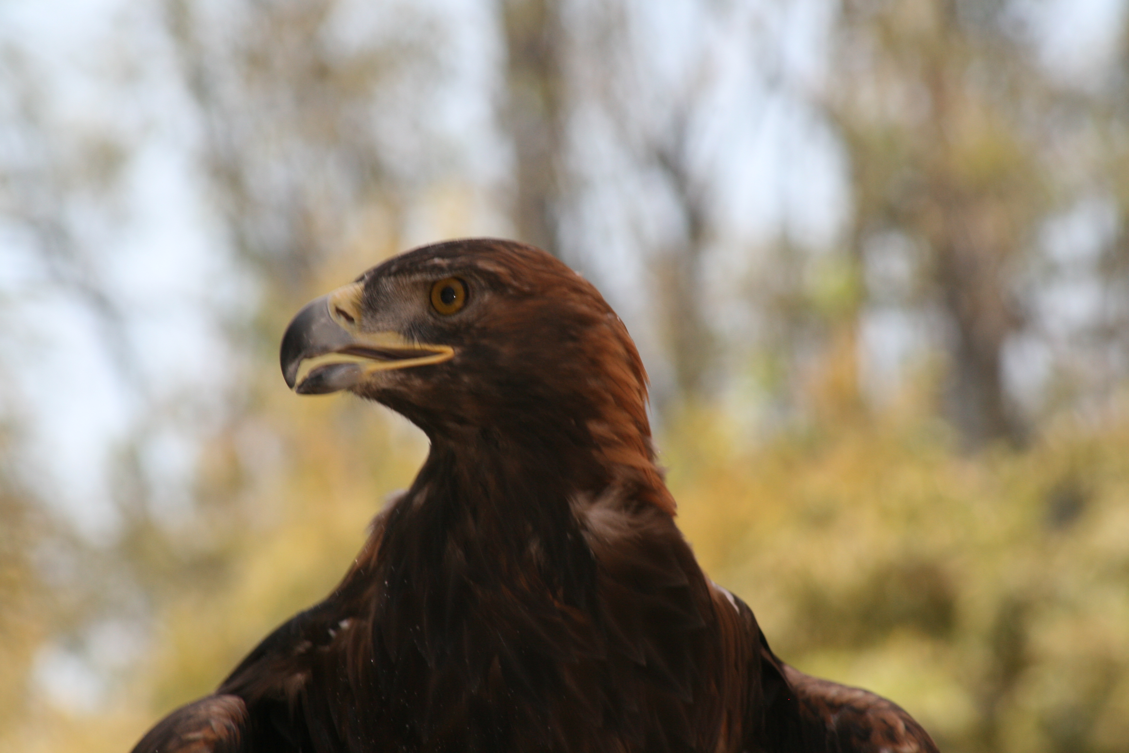Golden Eagle | Pics4Learning