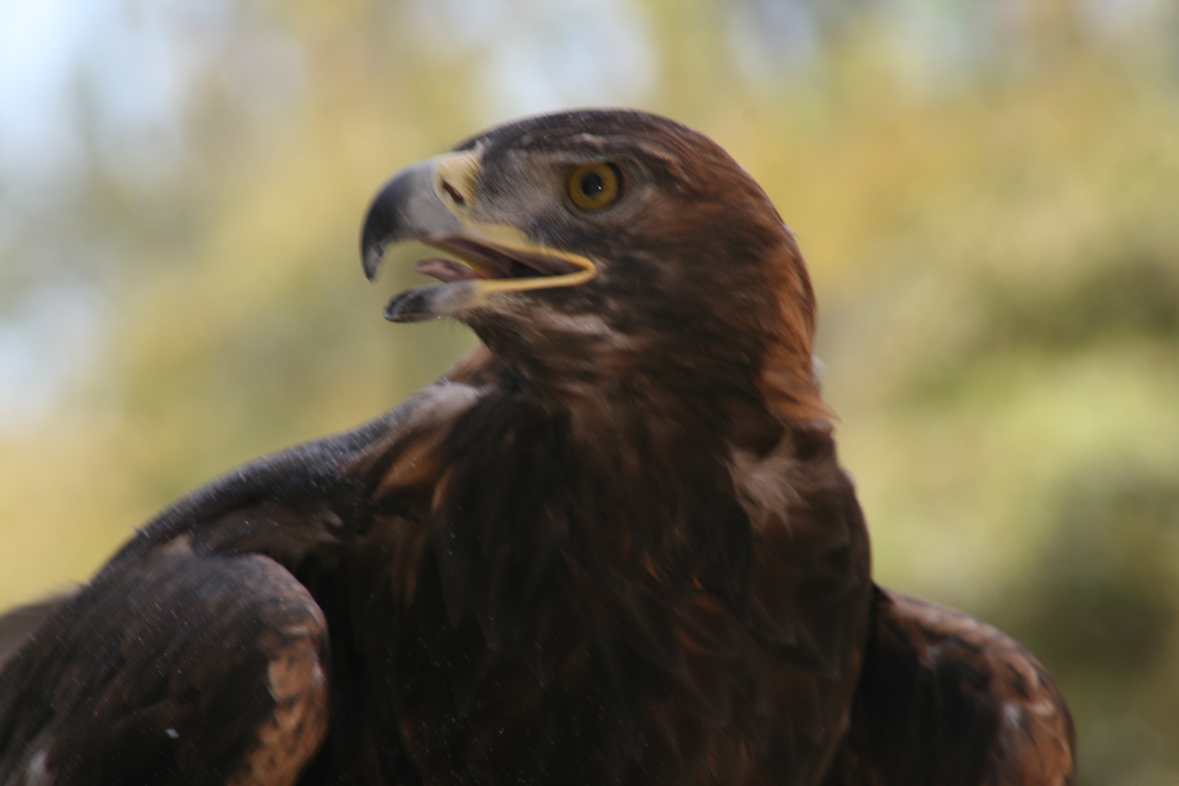 Golden Eagle | Pics4Learning
