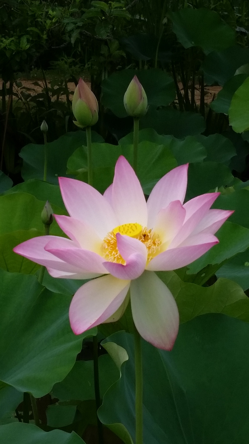 lotus bloom | Pics4Learning
