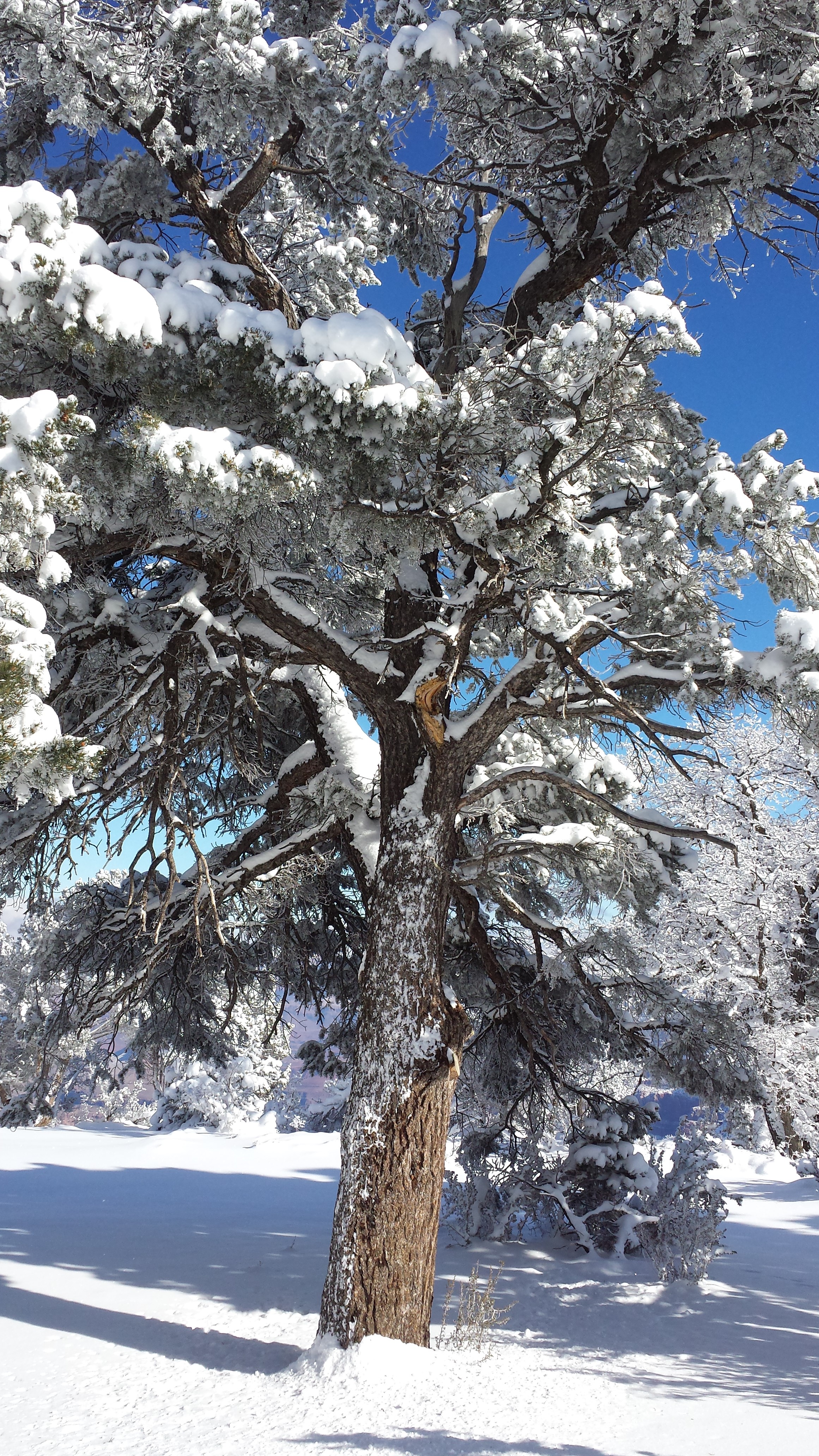 Winter show off | Pics4Learning