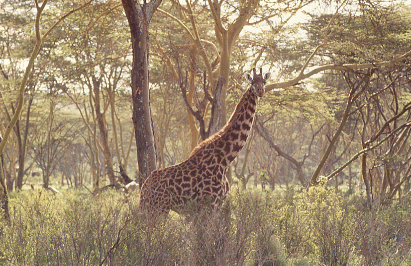 Giraffe | Pics4Learning