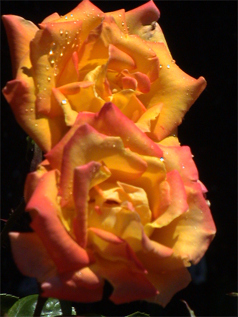 2roses | Pics4Learning