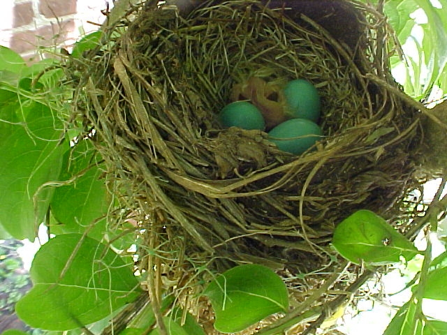one peep | Pics4Learning