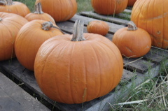 Pumpkin | Pics4Learning