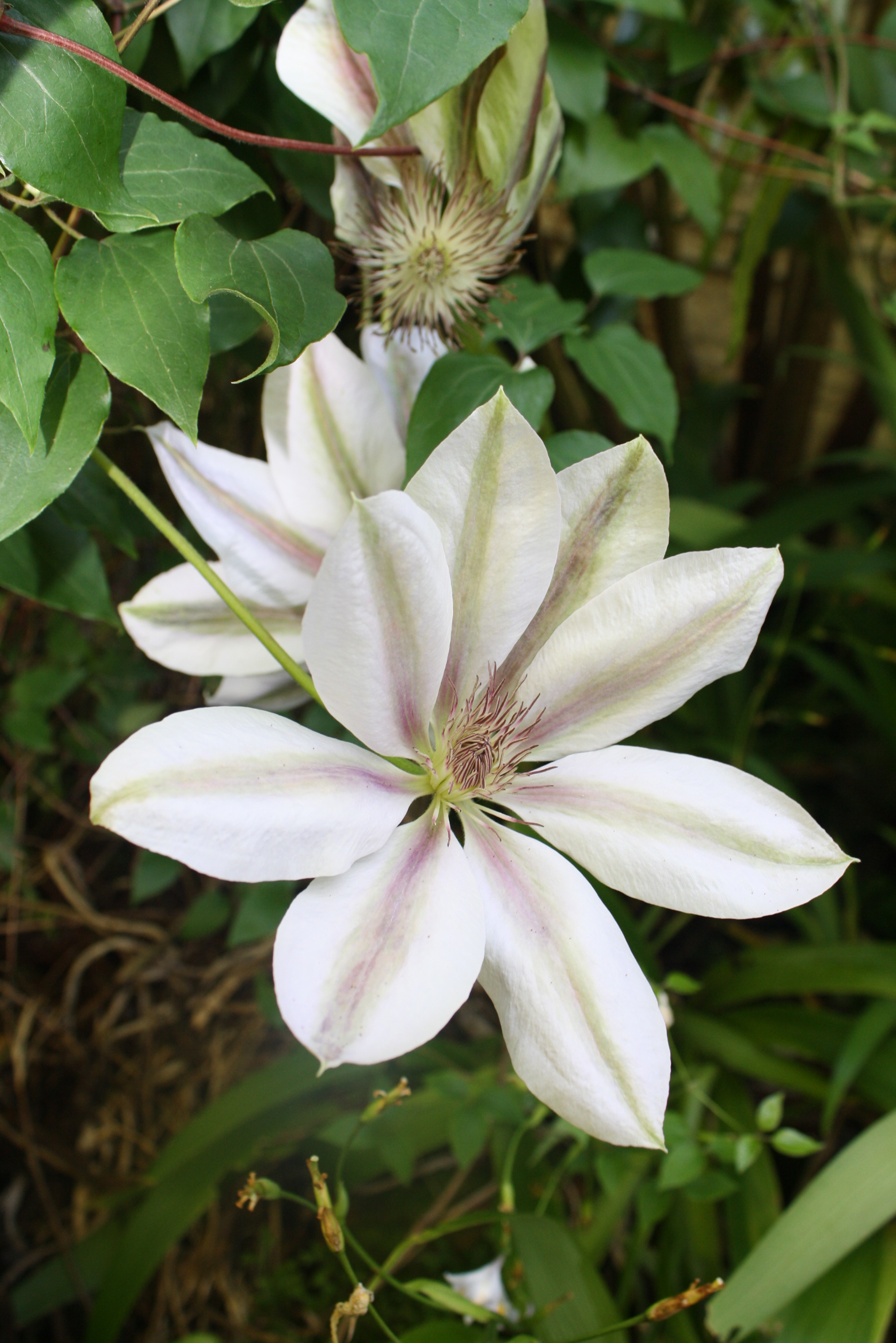 Clematis flower | Pics4Learning