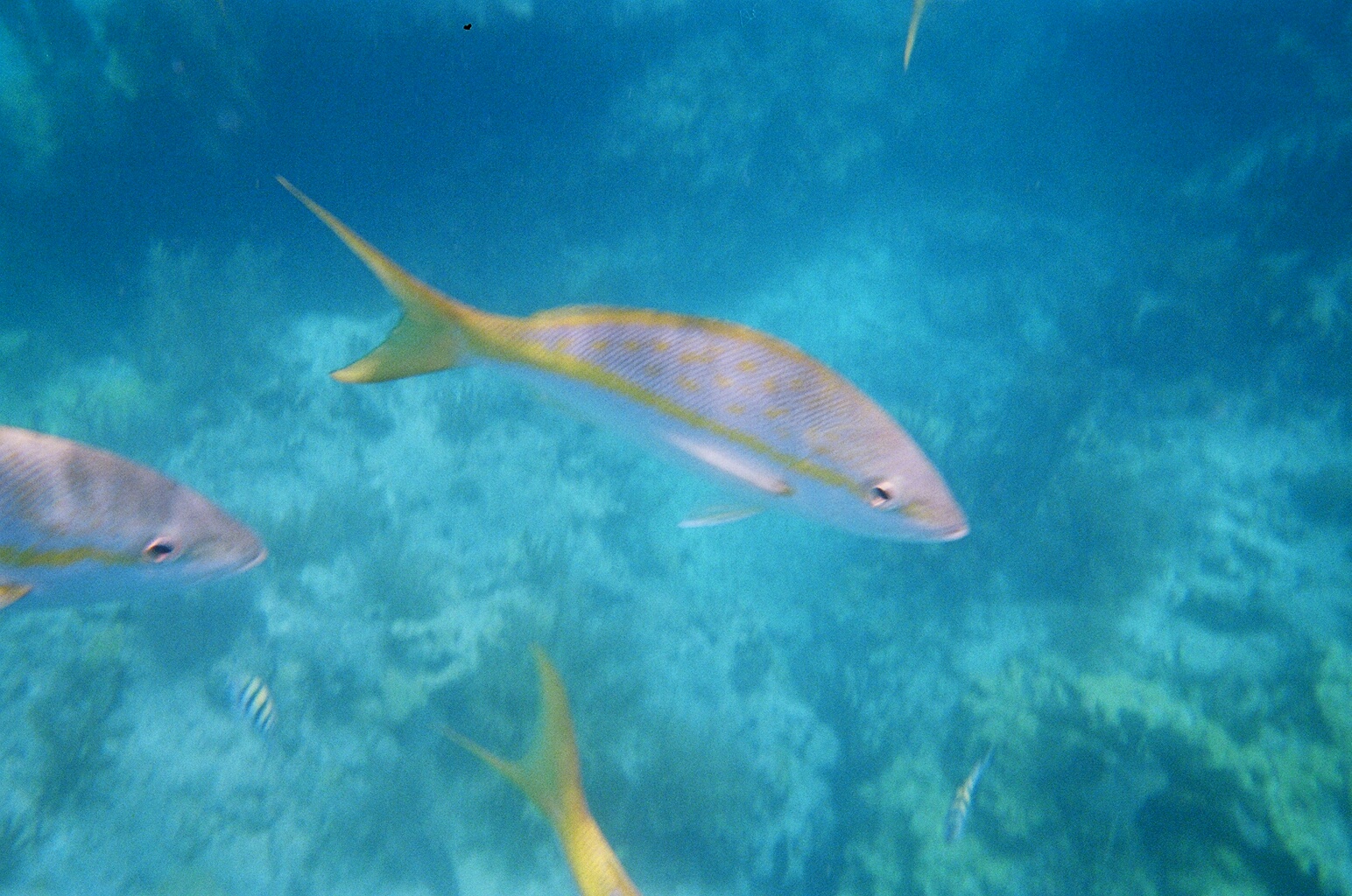 Yellow Tail Snappers | Pics4Learning