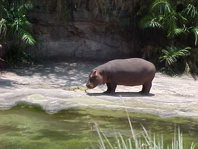 Hippo | Pics4Learning
