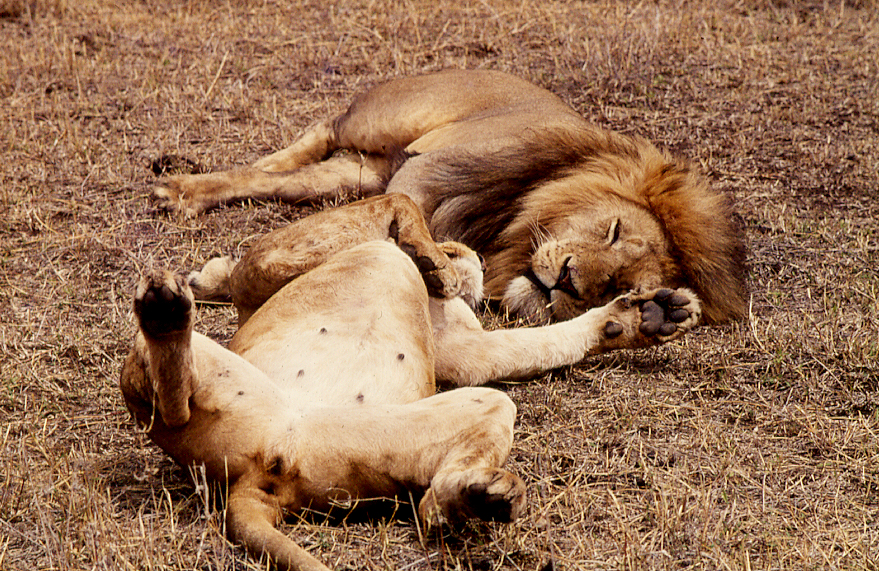 Lions | Pics4Learning