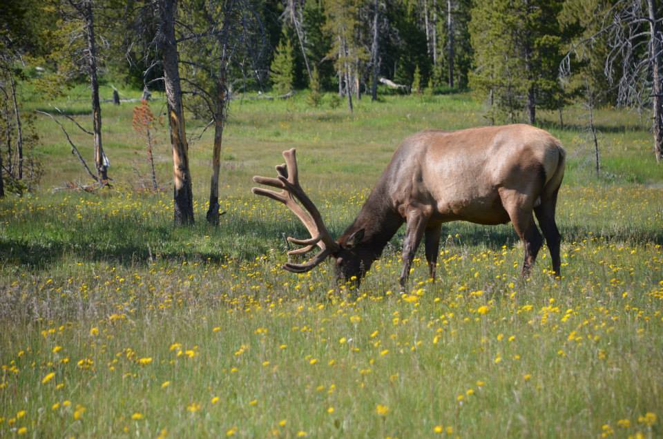 Large elk grazing at Yellowstone National Park | Pics4Learning