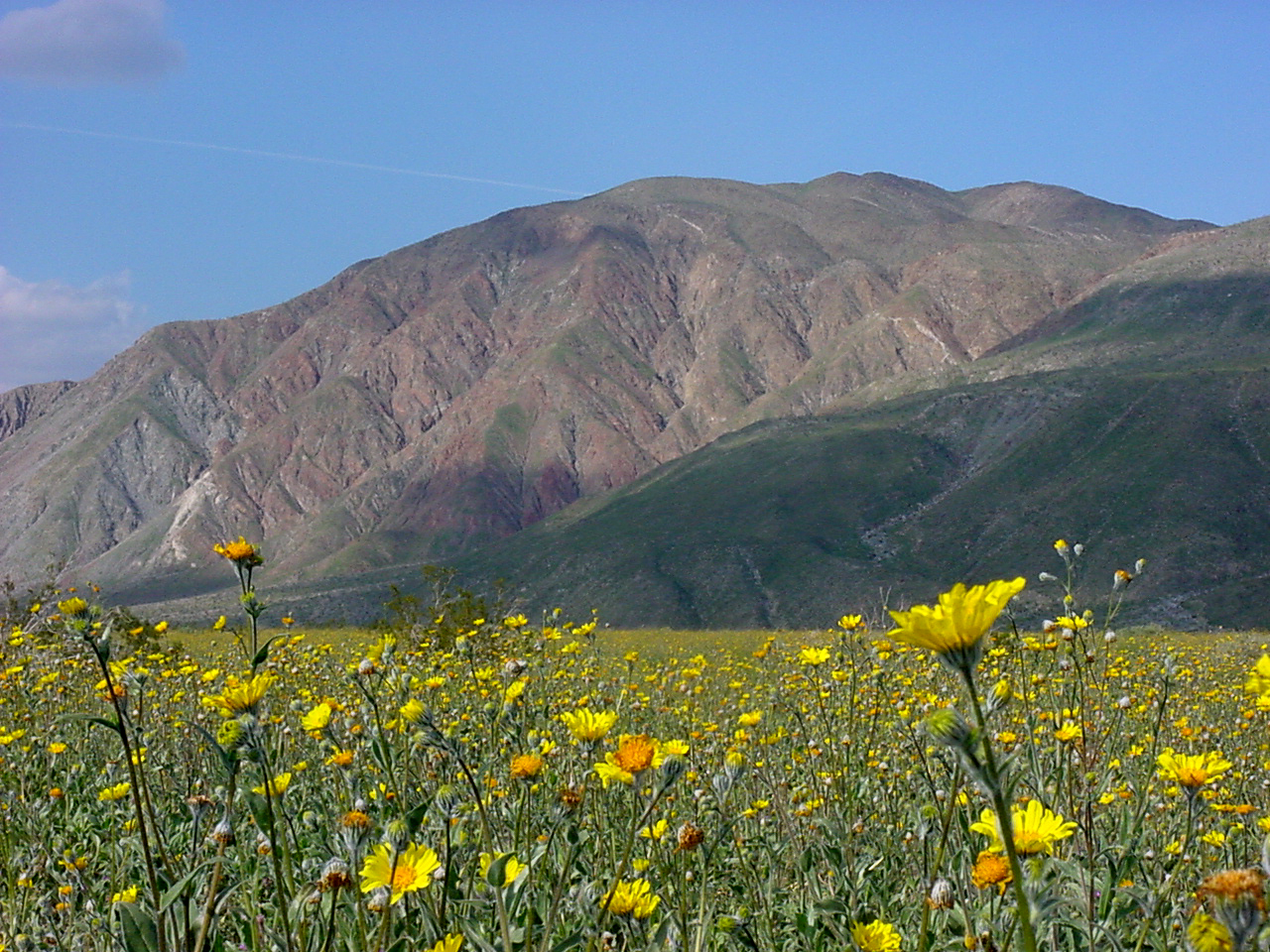 Desert sunflowers near de Anza Creek and de Anza trail | Pics4Learning