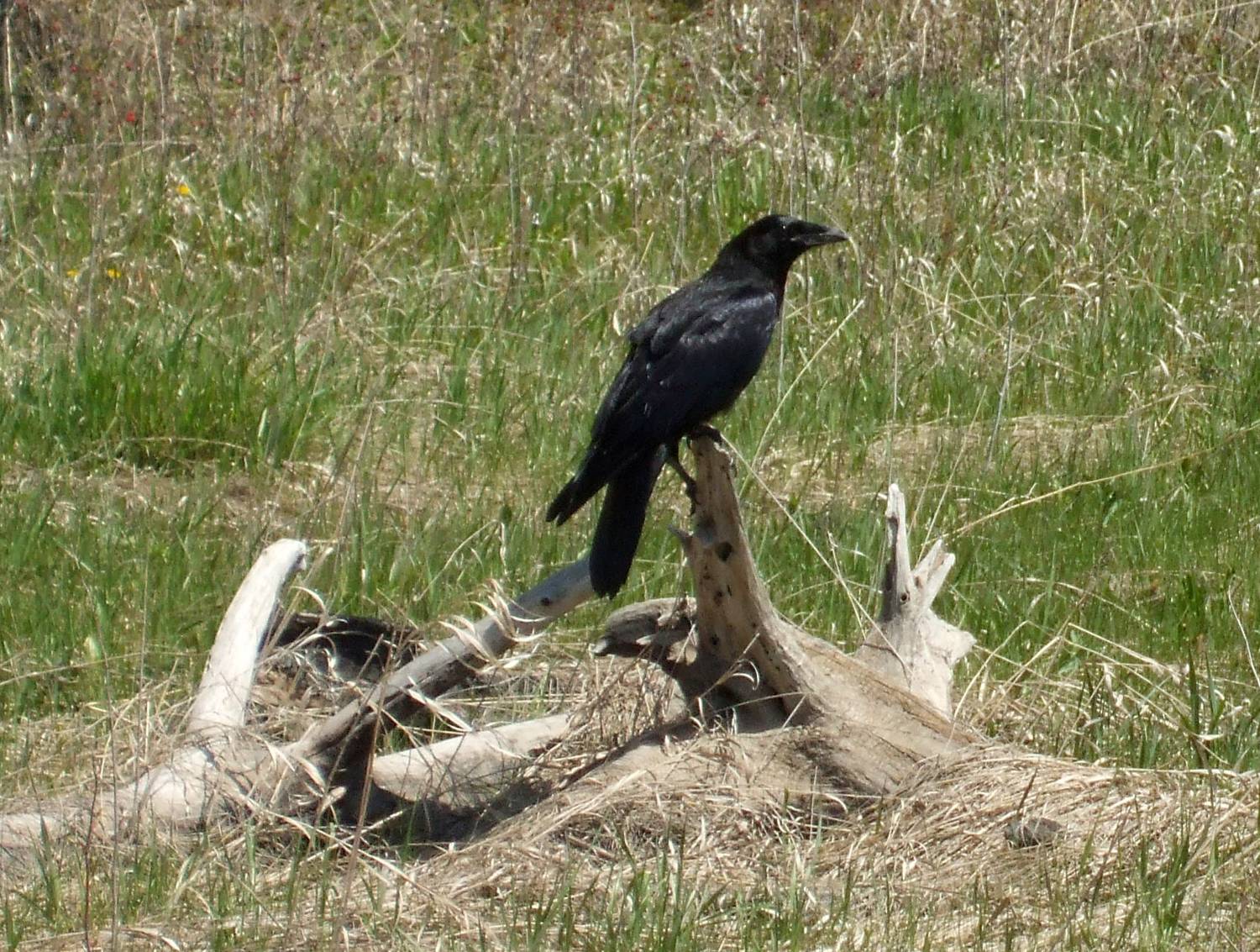 A CROW | Pics4Learning