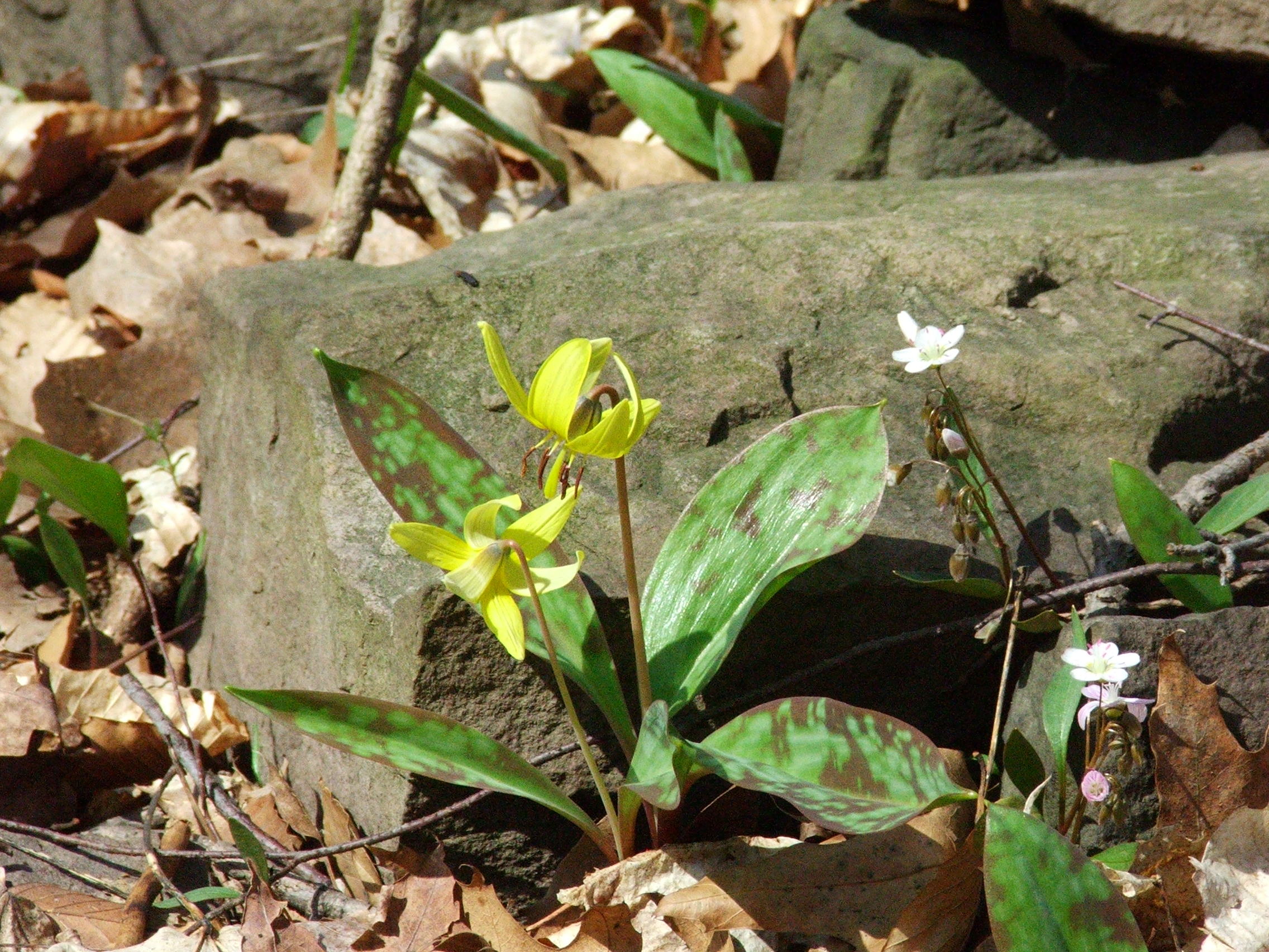 Adder Tongue Flower | Pics4Learning