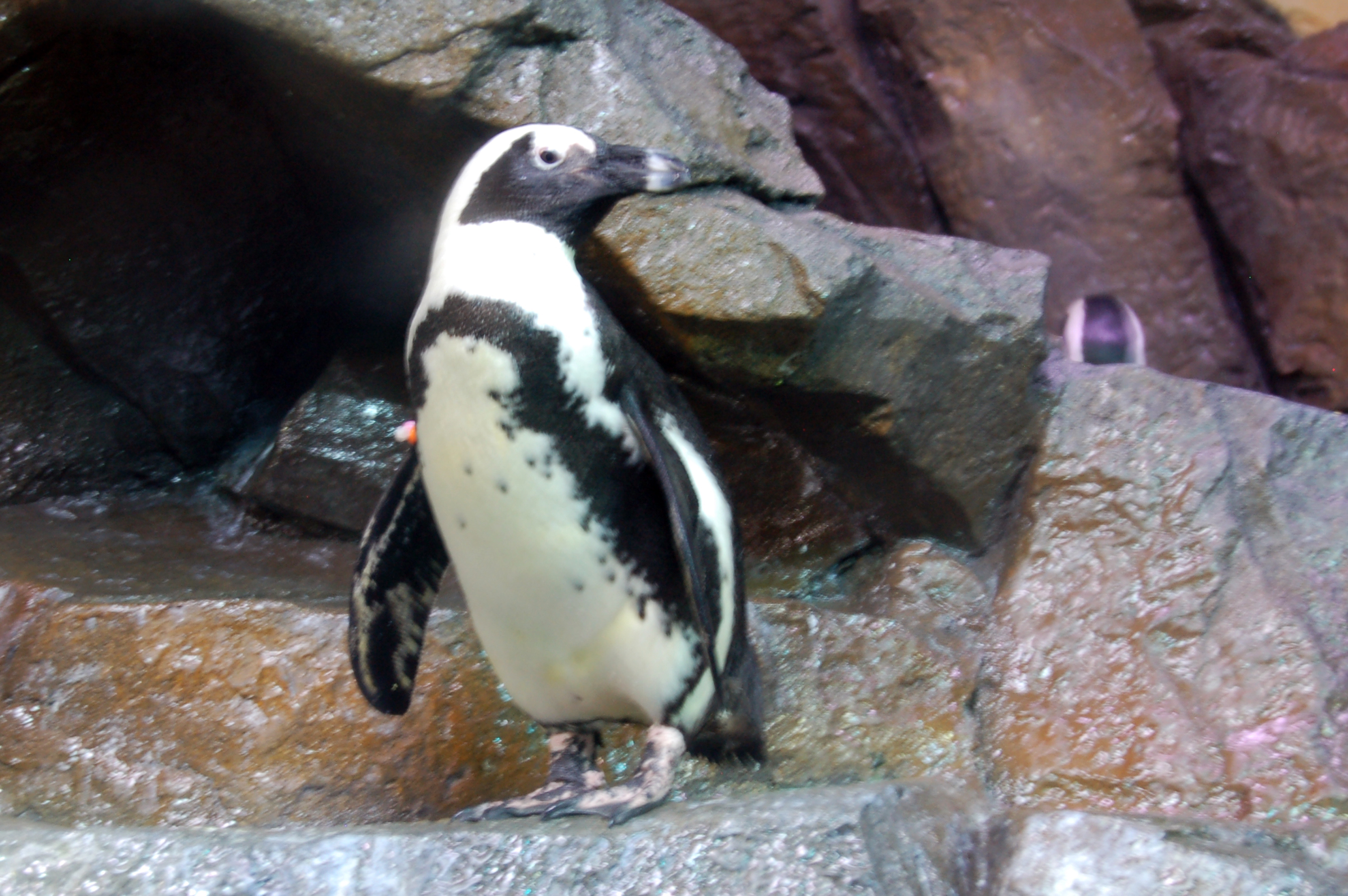 African Penguin | Pics4Learning