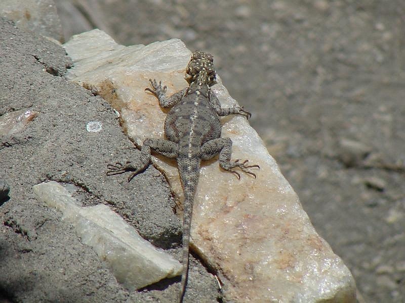 Agama Lizard | Pics4Learning