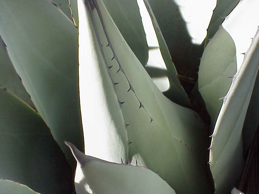 Agave Leaves - closeup | Pics4Learning