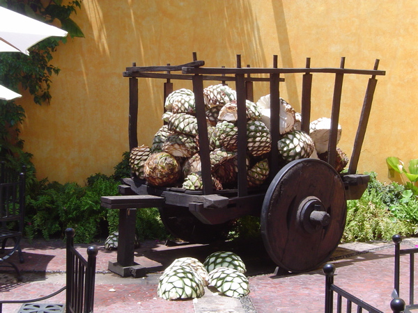 Agave pinas on a cart in Tequila, Mexico | Pics4Learning