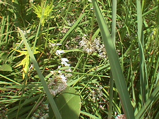 Wild Allium in the natural midwestern prairie. | Pics4Learning