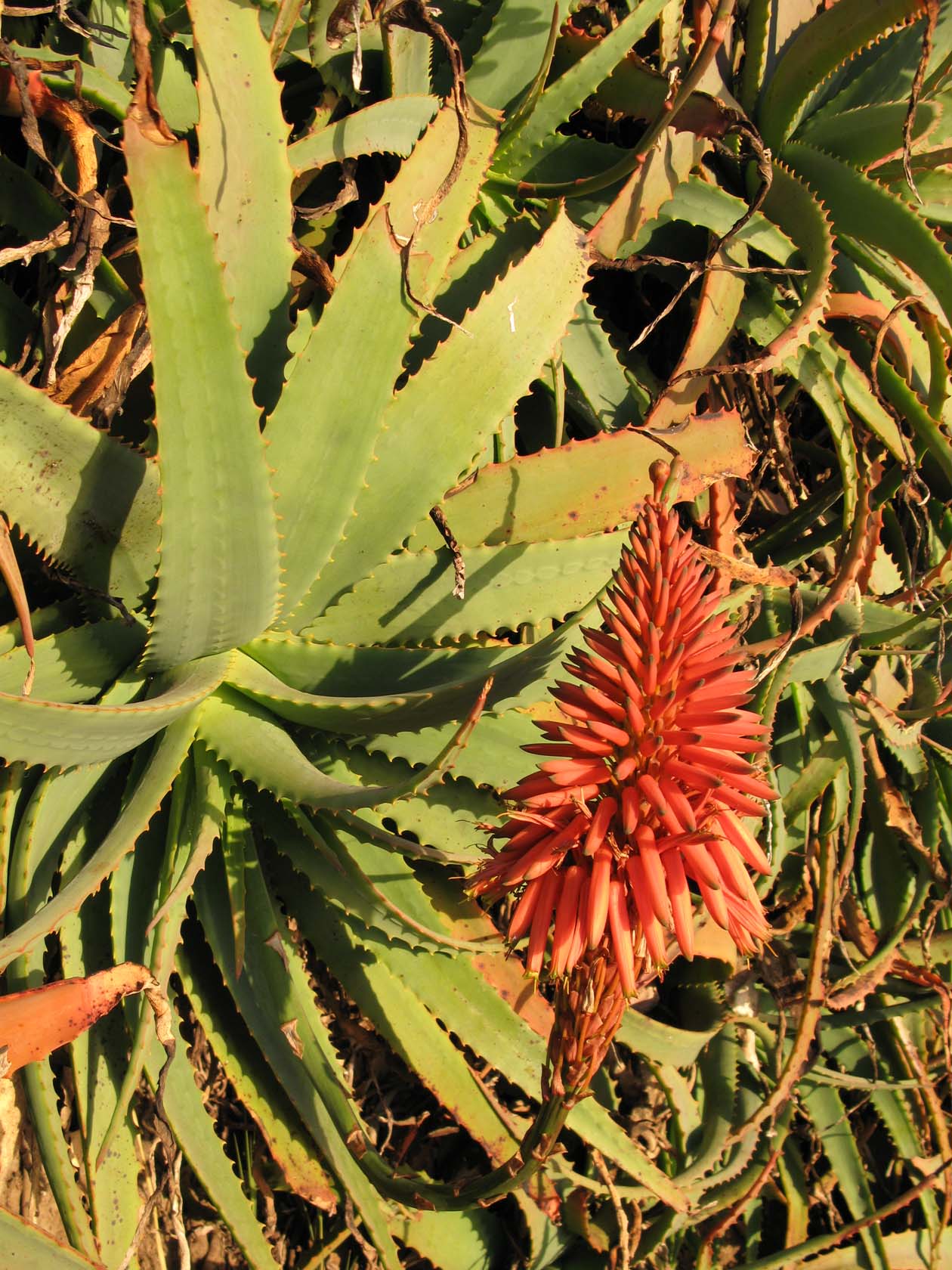 aloe flower | Pics4Learning