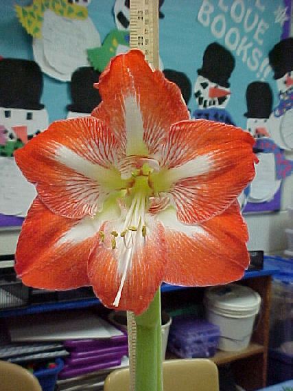 amaryllis (minerva) | Pics4Learning
